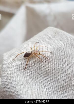 Leafcurling Sac Spiders (Clubiona Stock Photo - Alamy