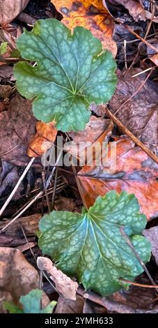 American alumroot (Heuchera americana americana Stock Photo - Alamy
