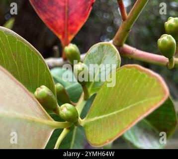 strawberry-guava (Psidium cattleyanum Stock Photo - Alamy