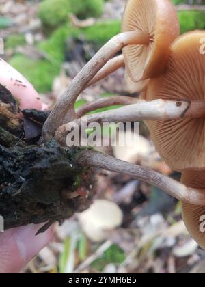 Moss Bells (Galerina Stock Photo - Alamy