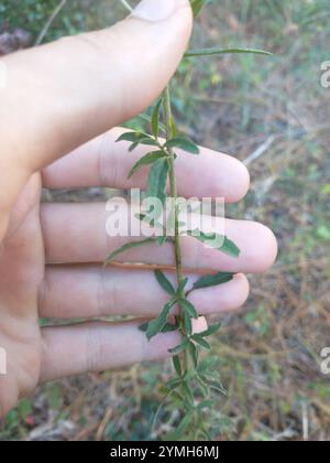 Mohr's thoroughwort (Eupatorium mohrii Stock Photo - Alamy