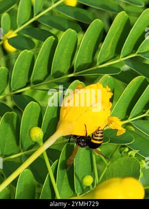 Keyhole Wasp (Pachodynerus nasidens Stock Photo - Alamy