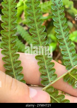 Swamp Shield-fern (Cyclosorus interruptus Stock Photo - Alamy