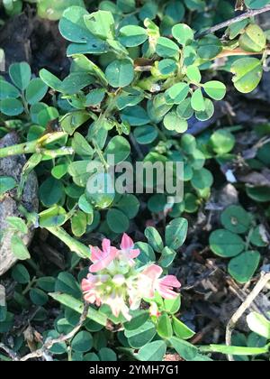 Creeping Indigo (Indigofera spicata Stock Photo - Alamy