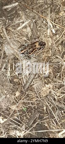 Salmon-striped Frog (Limnodynastes salmini Stock Photo - Alamy