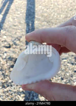 Ponderous Ark (Noetia ponderosa Stock Photo - Alamy