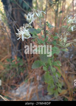 Dixie aster (Sericocarpus tortifolius Stock Photo - Alamy