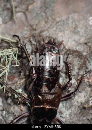 Great Grig (Cyphoderris monstrosa Stock Photo - Alamy