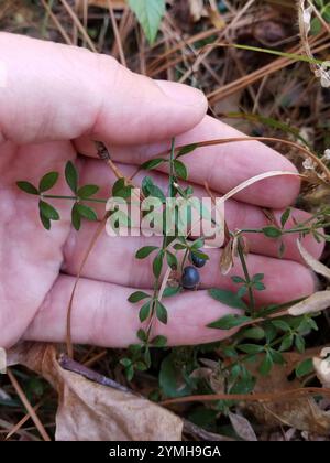 Coastal bedstraw (Galium bermudense Stock Photo - Alamy