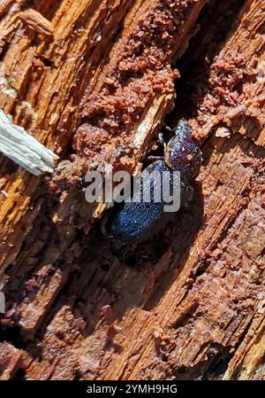 Red-rot Decay Stag Beetle (Ceruchus piceus Stock Photo - Alamy