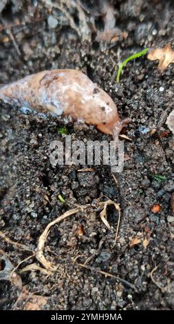 Milky Slug (Deroceras reticulatum Stock Photo - Alamy