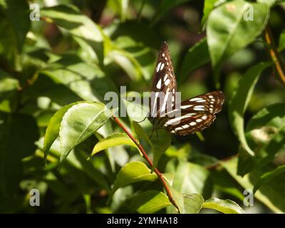 Short Banded Sailer (Phaedyma columella), Insecta, Vansda National Park ...