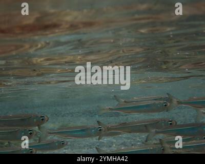 Red Sea hardyhead silverside (Atherinomorus forskalii) Actinopterygii ...