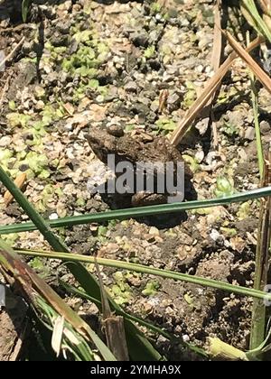 Hong Kong Rice-paddy Frog (Fejervarya multistriata) Amphibia Stock ...
