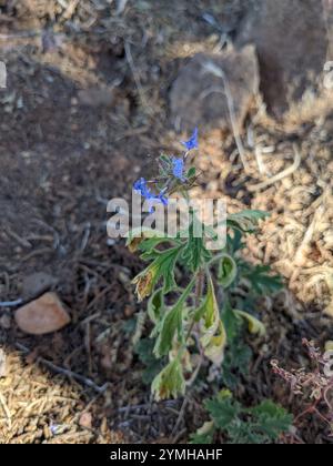 southwestern mock vervain (Glandularia gooddingii Stock Photo - Alamy