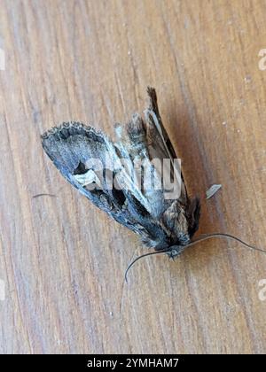 Flame Brocade (Trigonophora flammea Stock Photo - Alamy