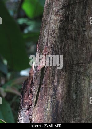Bridled Forest Gecko (Gonatodes humeralis), side view Stock Photo - Alamy