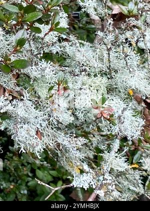 shield lichens, sunburst lichens, rosette lichens, and allies ...