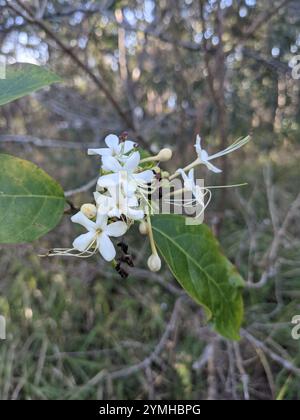 Lolly Bush (Clerodendrum floribundum Stock Photo - Alamy