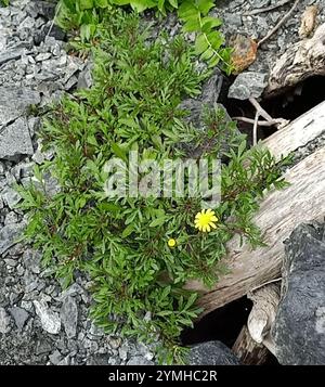 Shore Groundsel (Senecio lautus Stock Photo - Alamy