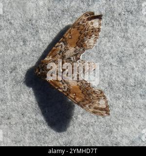 Pawpaw Sphinx (Dolba hyloeus Stock Photo - Alamy