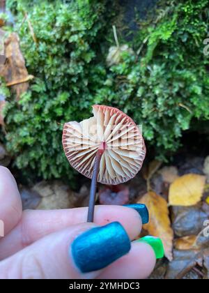 red pinwheel (Marasmius plicatulus Stock Photo - Alamy