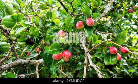 Tropical fruit growing plants southeast asia malaysia Stock Photo - Alamy