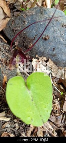 Silver-back Spider-Orchid (Corybas macranthus Stock Photo - Alamy