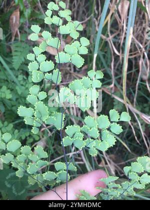Mexican maidenhair fern (Adiantum poiretii Stock Photo - Alamy