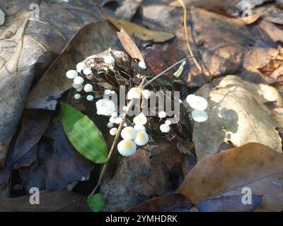 magnolia-cone mushroom (Strobilurus conigenoides) Fungi Stock Photo - Alamy