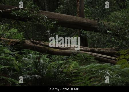 Eastern Ghost Frog (Heleophryne orientalis Stock Photo - Alamy