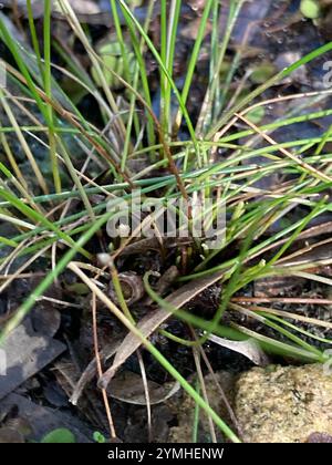 Yellow Spikerush (Eleocharis flavescens Stock Photo - Alamy