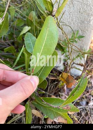 Gopher apple (Geobalanus oblongifolius Stock Photo - Alamy