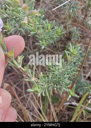 Conradina canescens Conradina canescens Stock Photo - Alamy