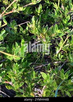 Ernodea littoralis - beach creeper Stock Photo - Alamy