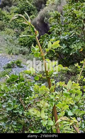 Tree Tutu (Coriaria arborea Stock Photo - Alamy