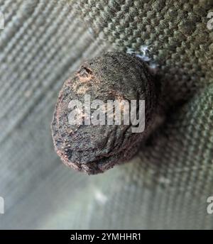 Twig Spiders (Poltys Stock Photo - Alamy
