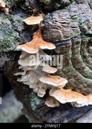 Ochre Bracket (Trametes ochracea Stock Photo - Alamy
