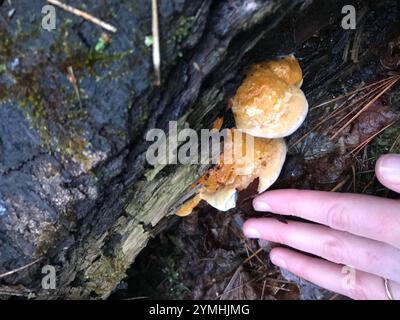 Ochre-banded Conk (Fomitopsis ochracea Stock Photo - Alamy