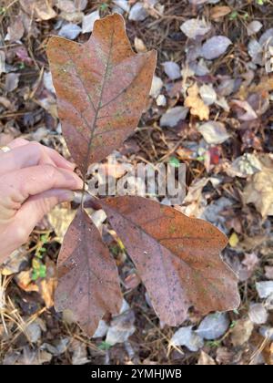 southern red oak (Quercus falcata Stock Photo - Alamy