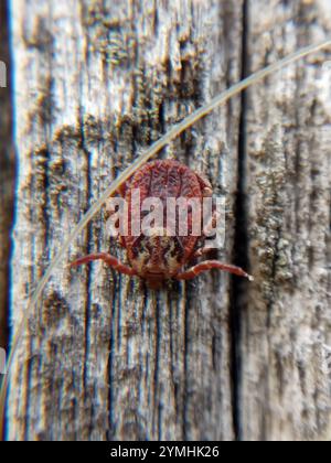 Ornate Sheep Tick (Dermacentor marginatus Stock Photo - Alamy