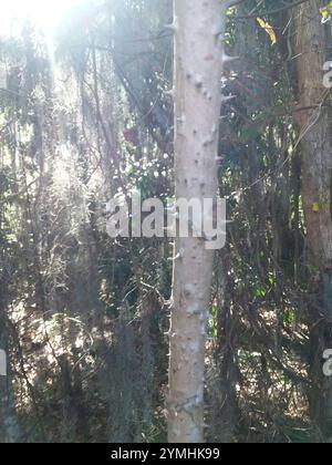 devil's walkingstick (Aralia spinosa Stock Photo - Alamy