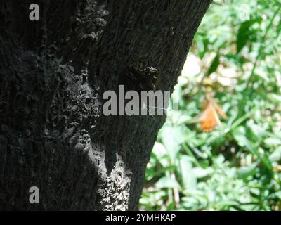 Subtropical Lady (Vanessa carye Stock Photo - Alamy