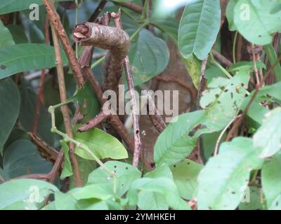 Boddaert's Tropical Racer (Mastigodryas boddaerti), Venezuela Stock ...