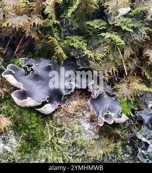 Blacksaddle pelt lichen (Peltigera neckeri Stock Photo - Alamy