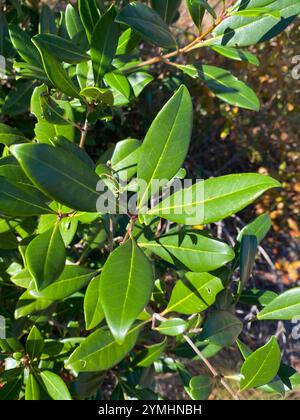 American olive (Cartrema americana Stock Photo - Alamy