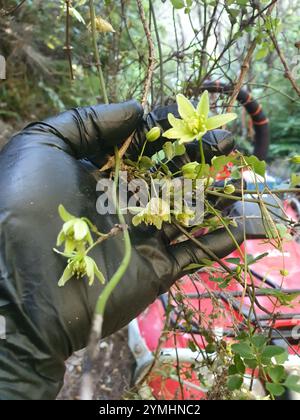Forster's Clematis (Clematis forsteri Stock Photo - Alamy