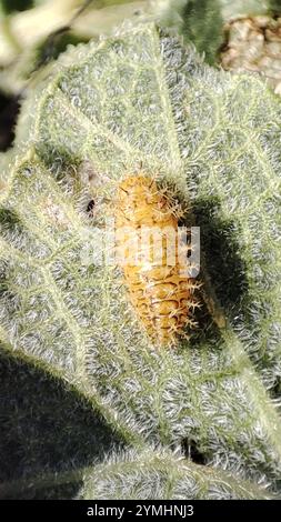 Bryony Ladybird (Henosepilachna argus Stock Photo - Alamy
