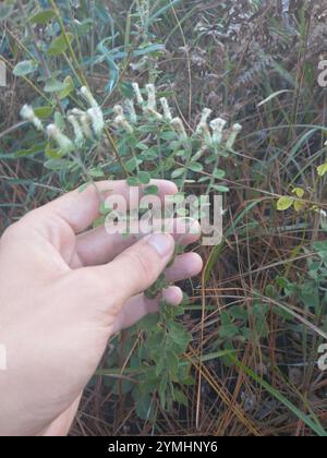Dixie aster (Sericocarpus tortifolius Stock Photo - Alamy