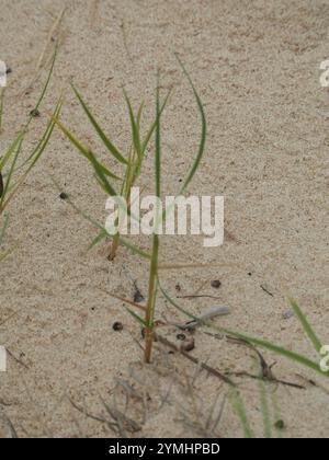 seashore dropseed (Sporobolus virginicus Stock Photo - Alamy